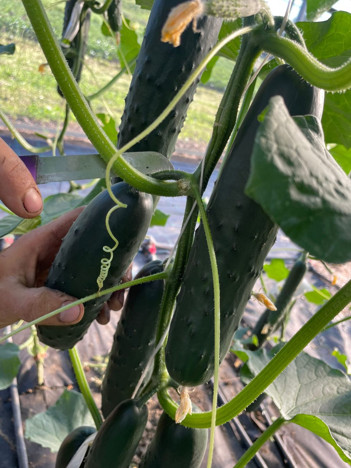 Découvrez le concombre Noa - Ferme Rothgerber